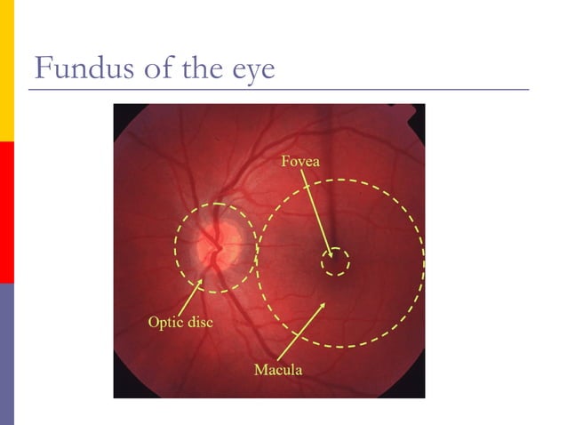 Introduction to Ophthalmology | PPT