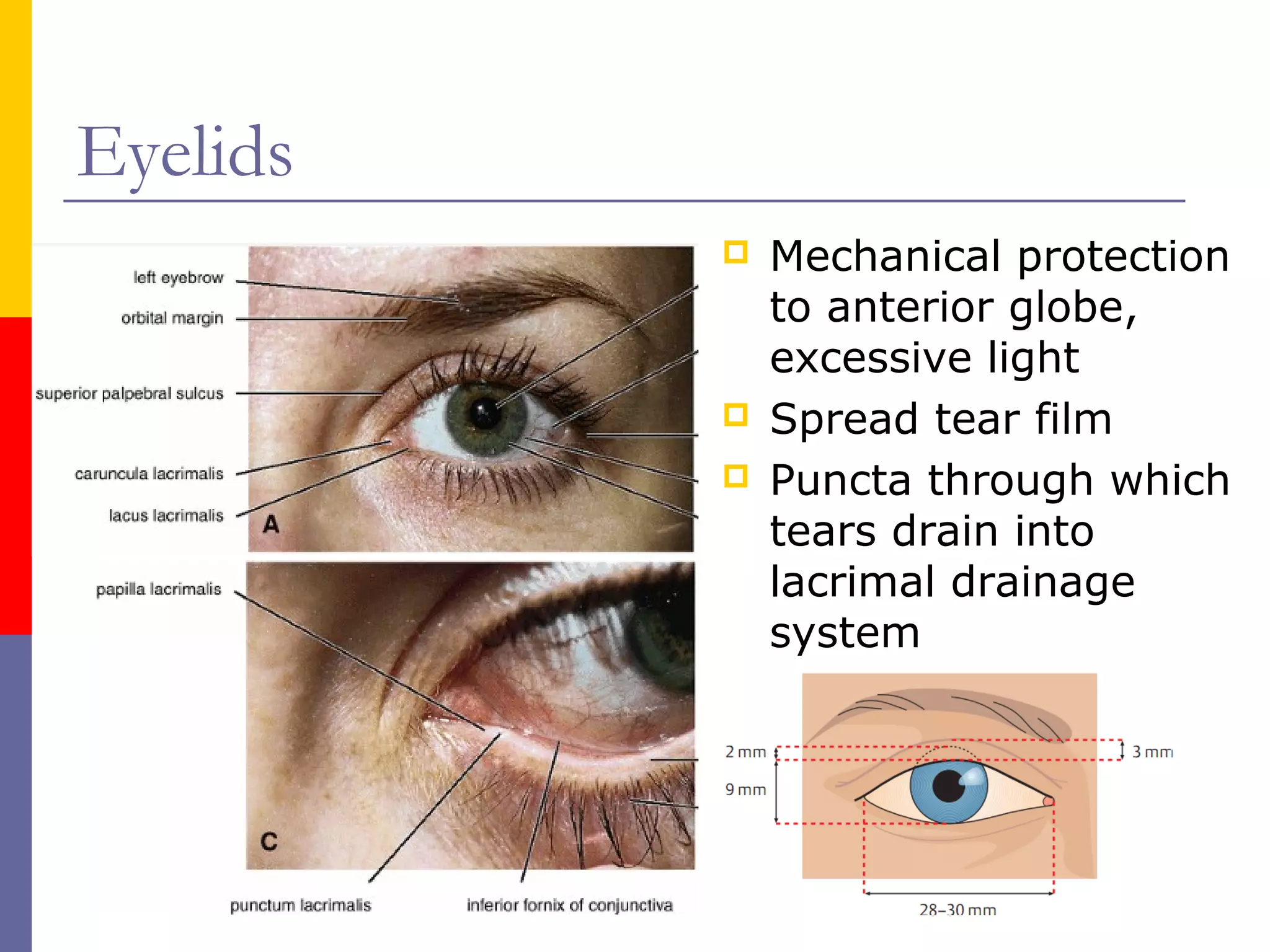 Introduction to Eye | PPT