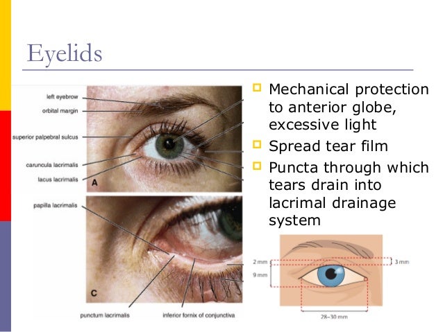 Fornix Eye