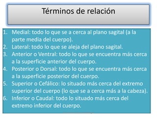 1 introducción al estudio de la anatomía | PPTX