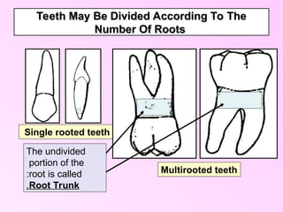Introduction to dental anatomy Physiology and occlusion.ppt