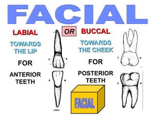 Introduction to dental anatomy Physiology and occlusion.ppt