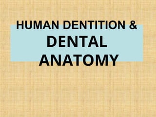 Introduction to dental anatomy Physiology and occlusion.ppt