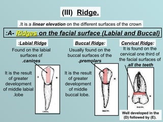 Introduction to dental anatomy Physiology and occlusion.ppt