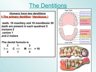 Introduction to dental anatomy Physiology and occlusion.ppt