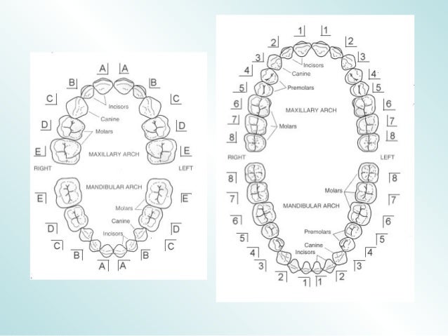 Primary Numbering System