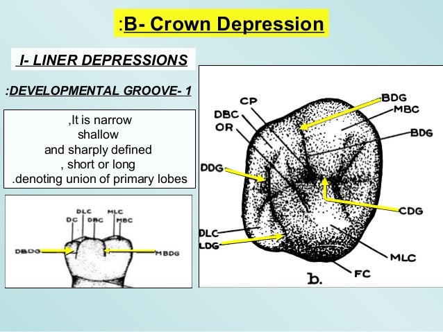 Triangular Fossa Teeth