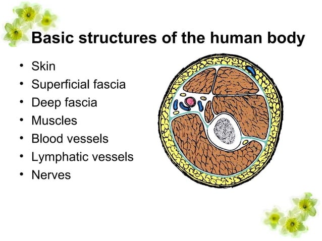 1 introduction of regional anatomy | PPT