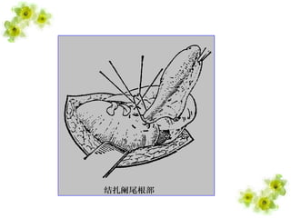 1 introduction of regional anatomy | PPT