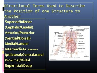 1 introduction to anatomy | PPT