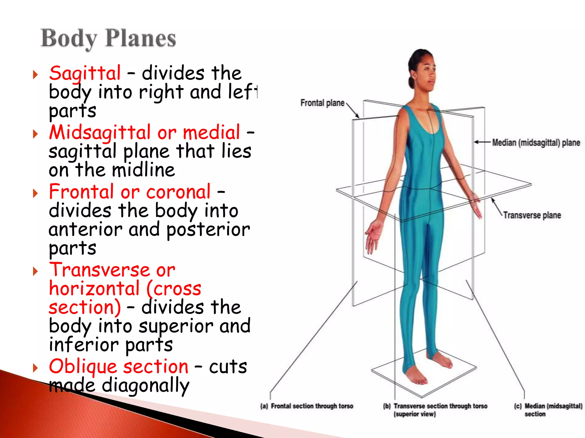 1 Introduction to anatomy.ppt.pptx