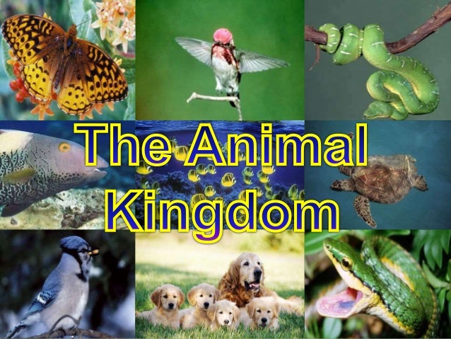 Introduction to Animals