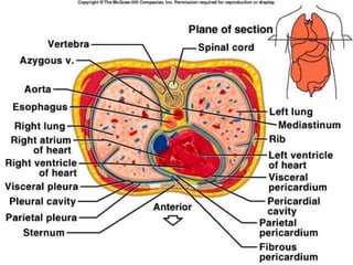 1Introduction to anatomy and physiology 1 | PPT