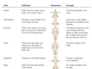 1Introduction to anatomy and physiology 1 | PPT