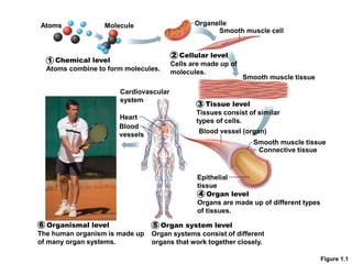 1Introduction to anatomy and physiology 1 | PPT