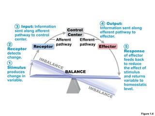 1Introduction to anatomy and physiology 1 | PPT