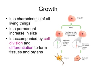 Chapter 18 Cell Division Lesson 1 - Introduction to Cell Division | PPT