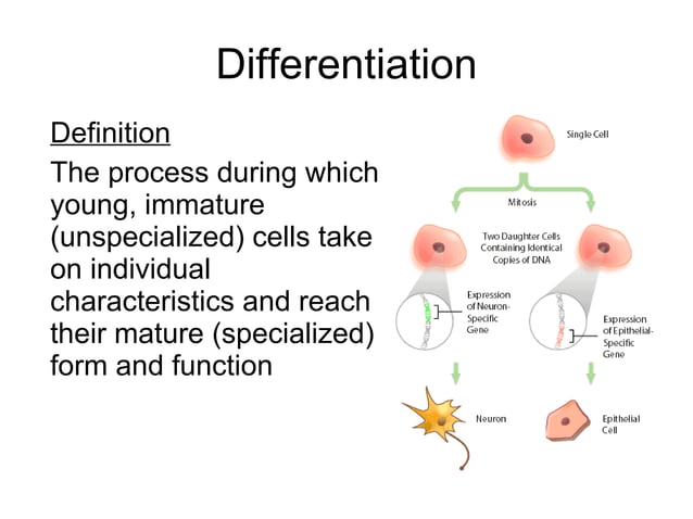 Chapter 18 Cell Division Lesson 1 - Introduction to Cell Division | PPT ...