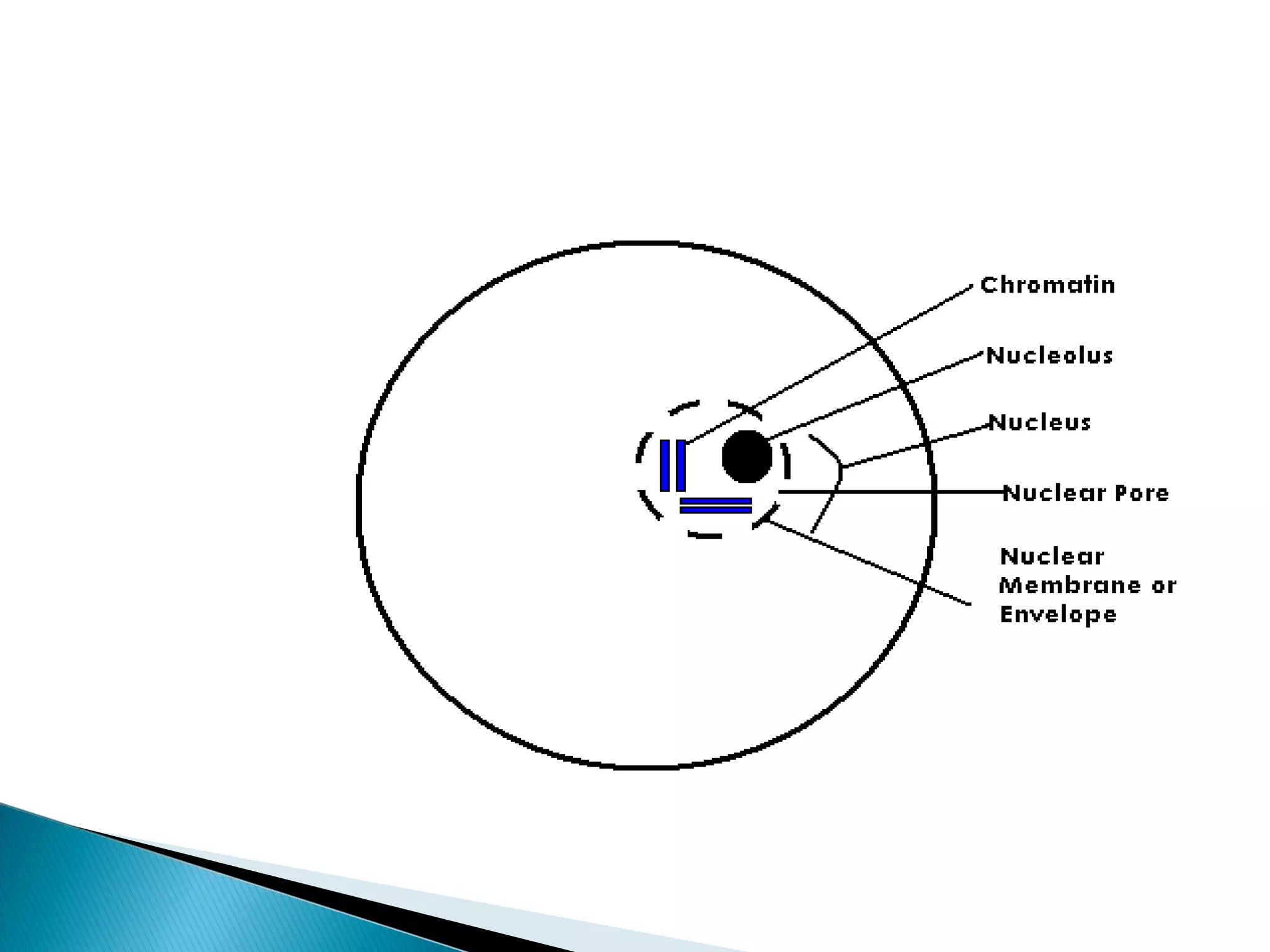 Introduction to cytology | PPT