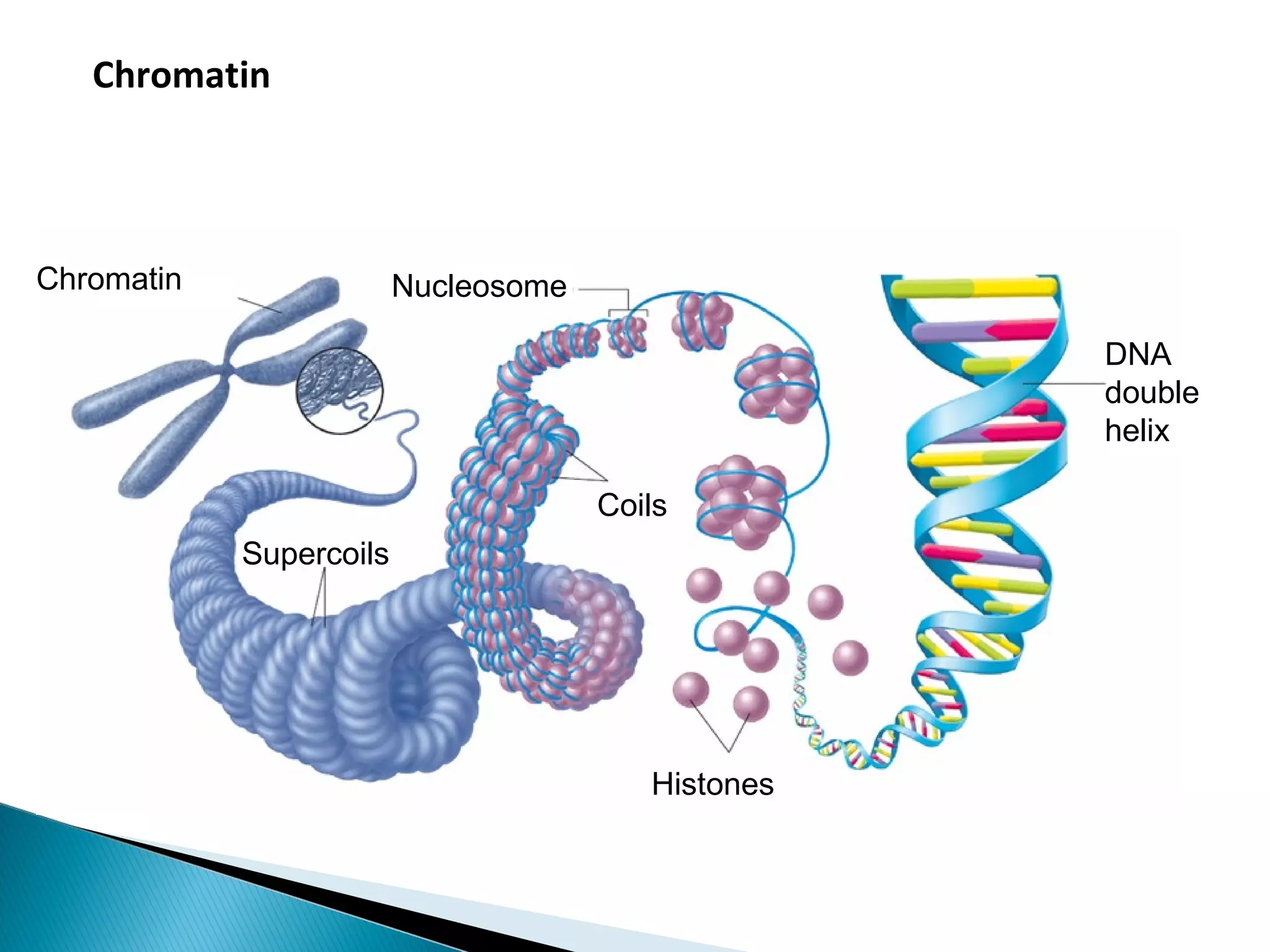 Introduction to cytology | PPT
