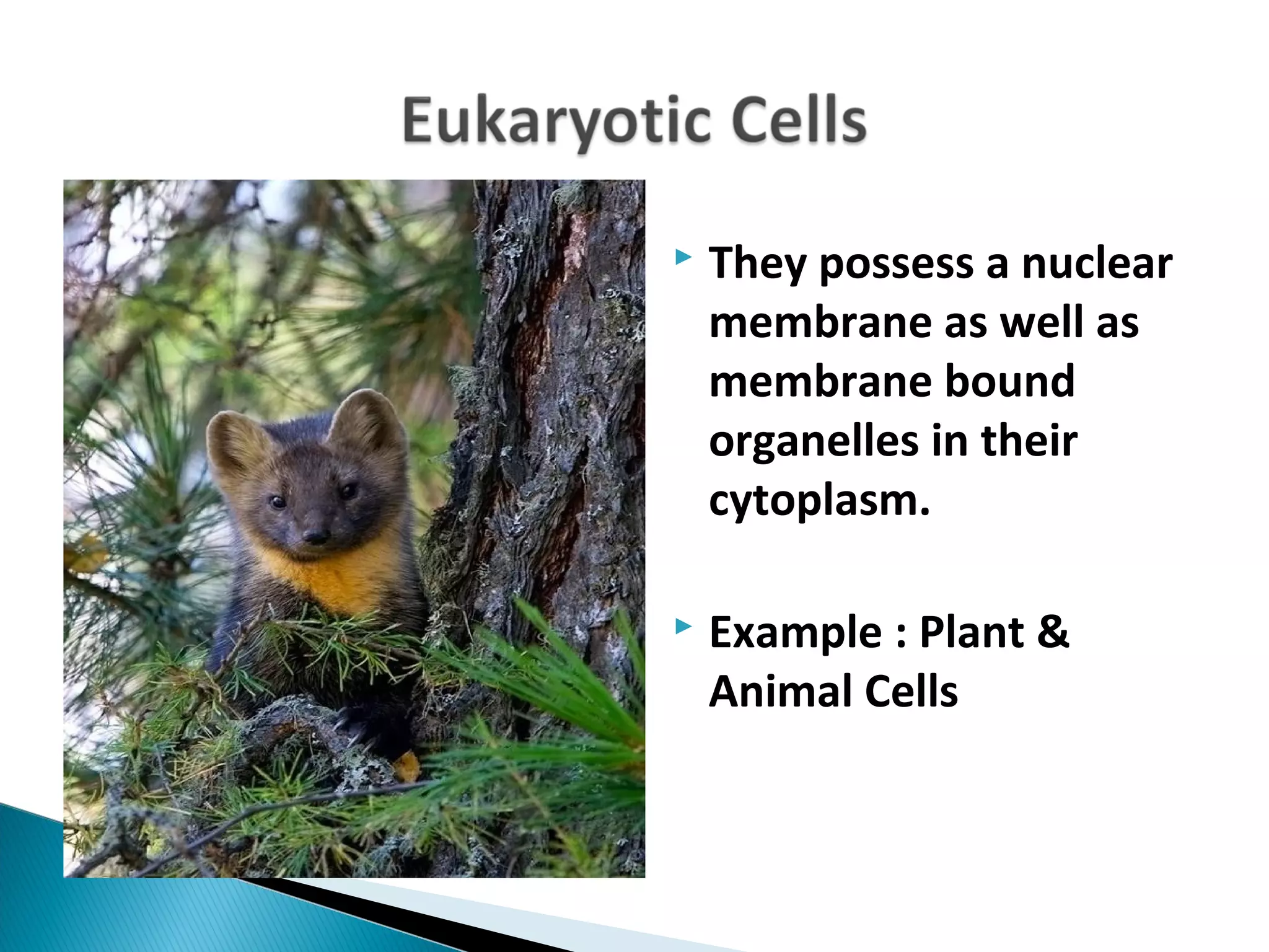 Introduction to cytology | PPT