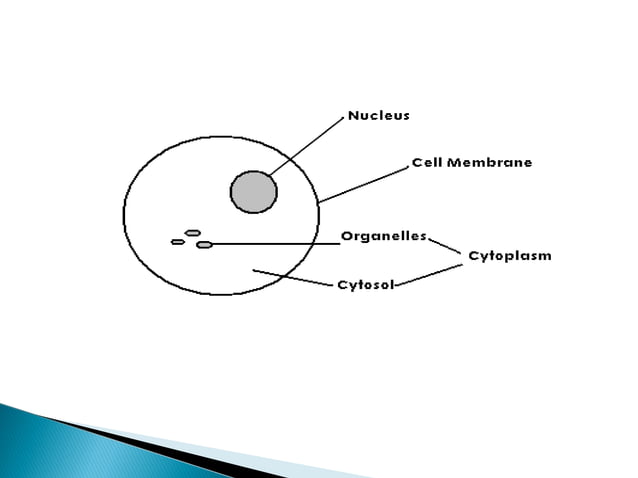 Introduction to cytology | PPT | Biological Sciences | Science