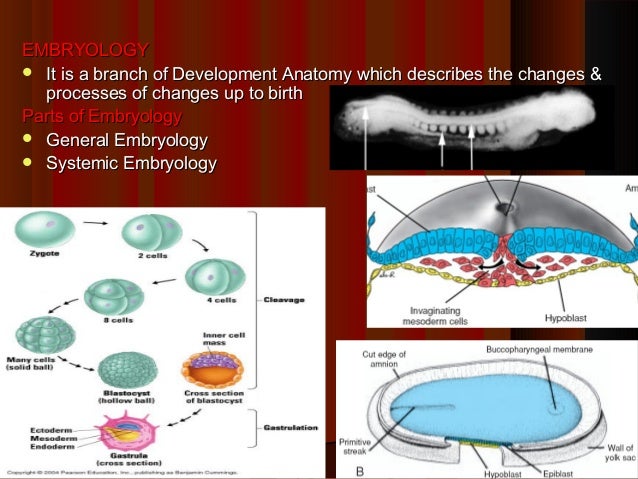 1 introduction to embryology