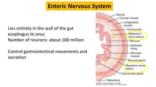 1 introduction to gastrointestinal physiology | PPTX