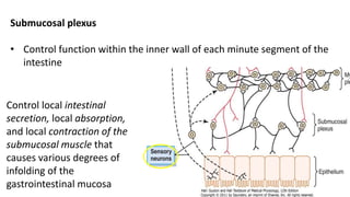 1 introduction to gastrointestinal physiology | PPTX
