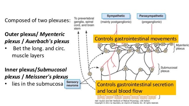 1 introduction to gastrointestinal physiology
