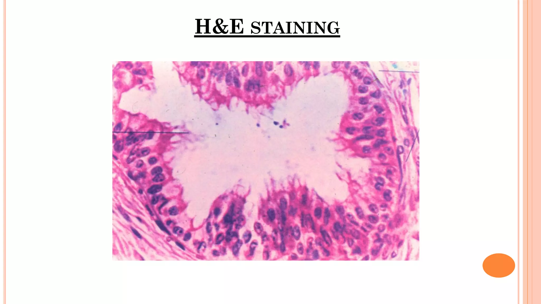 1 Introduction to human Histology.pdf