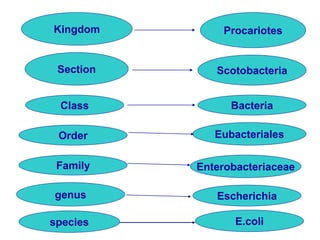 Introduction To Microbiology | PPT
