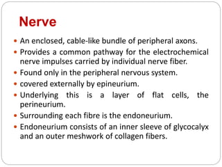 1 Introduction to Nerve and Muscle.ppt