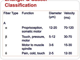 1 Introduction to Nerve and Muscle.ppt