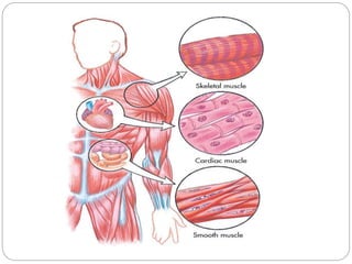 1 Introduction to Nerve and Muscle.ppt