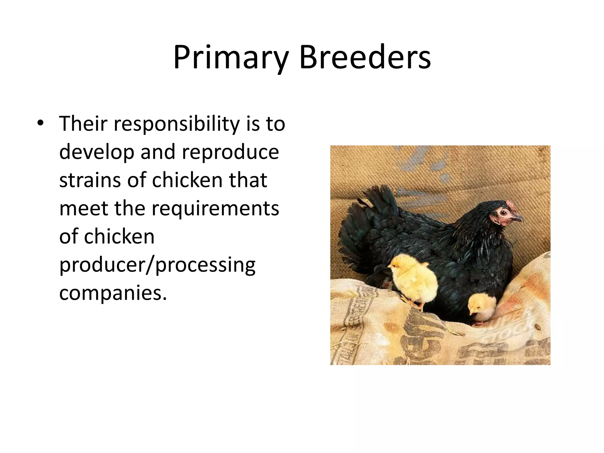 1 introductiontothe poultryindustry | PPT