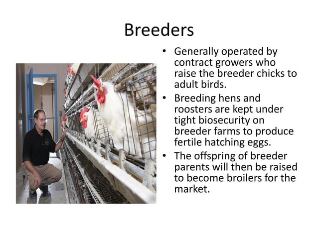 1 introductiontothe poultryindustry | PPT