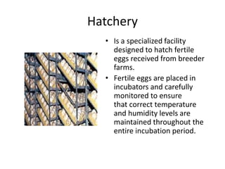 1 introductiontothe poultryindustry | PPT