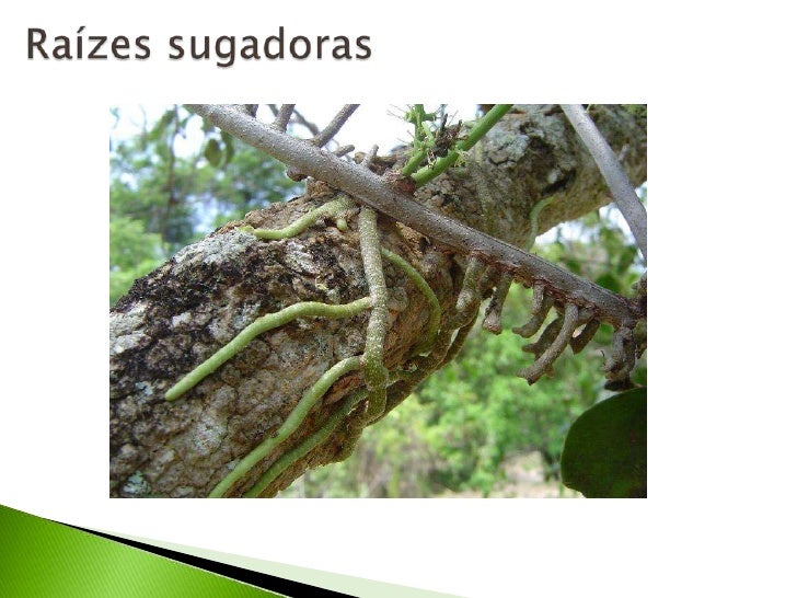 1 introdução à botânica