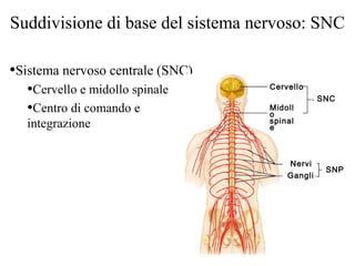 introduzione al sistema nervoso | PPT