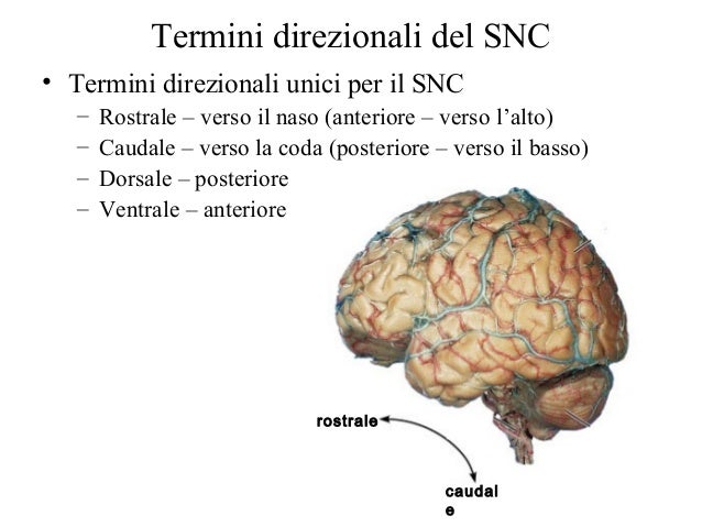 introduzione al sistema nervoso