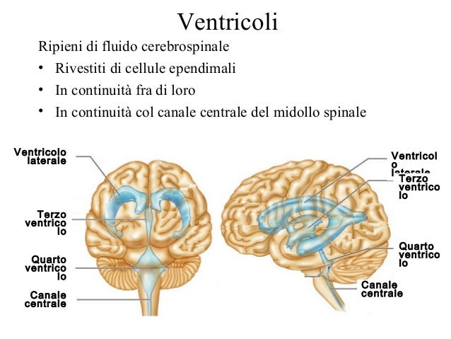 introduzione al sistema nervoso