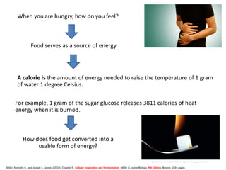 1 intro Metabolism_mai_2562.pptx