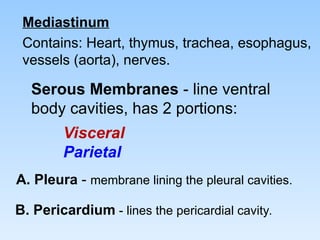 a wonderful presentation about intro to anatomy | PPT | Free Download