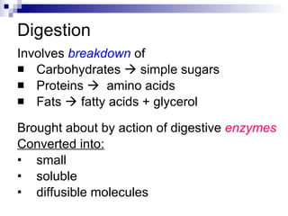 Chapter 5 Enzymes Lesson 1 - Introduction to Enzymes | PPT
