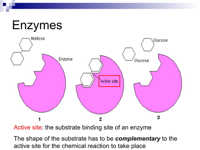 Chapter 5 Enzymes Lesson 1 - Introduction to Enzymes | PPT
