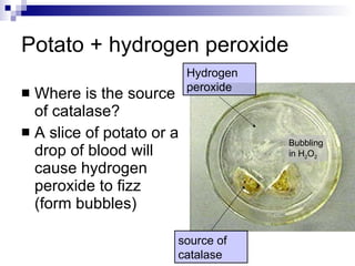 Chapter 5 Enzymes Lesson 1 - Introduction to Enzymes | PPT