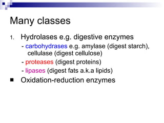 Chapter 5 Enzymes Lesson 1 - Introduction to Enzymes | PPT