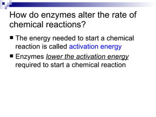 Chapter 5 Enzymes Lesson 1 - Introduction to Enzymes | PPT