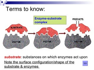 Chapter 5 Enzymes Lesson 1 - Introduction to Enzymes | PPT